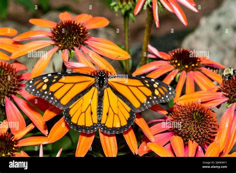 Monarch Butterfly Danaus Plexippus Stock Photo Alamy