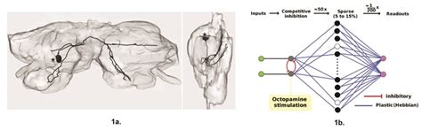 engineered for function the power of biologically constrained neural
