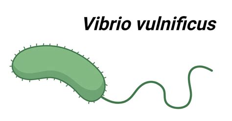 Vibrio Vulnificus An Overview