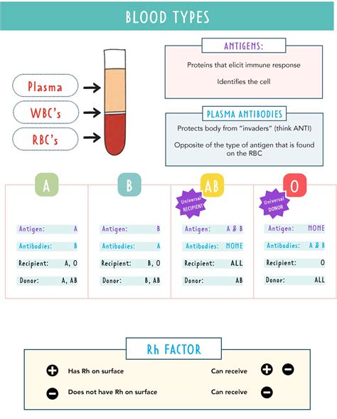 Blood Types Abo System Rh Factor Universal Donor And Recipient