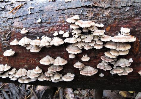 Schyzophyllum Commune Morphology Health Benefits And Treatment