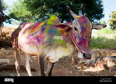 India Cow Zebu Covered In Coloured Powder At Festival Time In A Rural