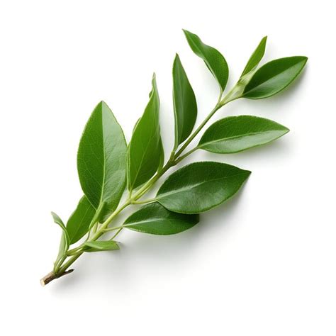 Premium Ai Image Isolated Of Myrtle Leaf Showcasing Its Small And
