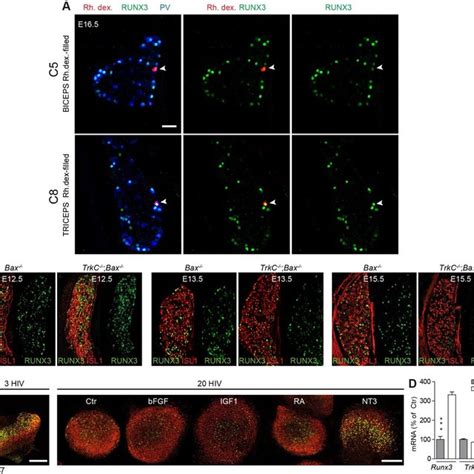 Fig S1 Related To Figure 1 Conditional Targeting Of Runx3 In Sensory
