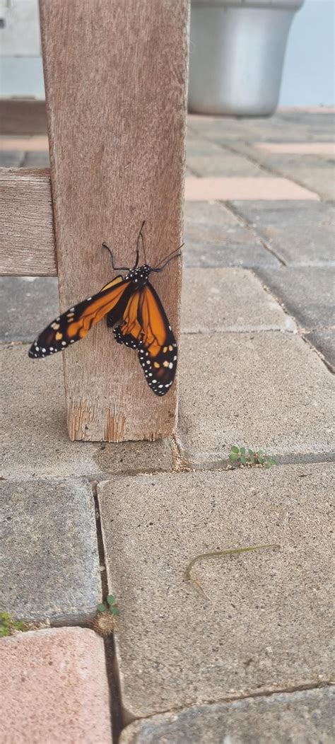 Crumpled Wings R Monarchbutterfly