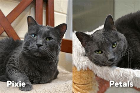 Pets Of The Week Petals And Pixie Nhspca