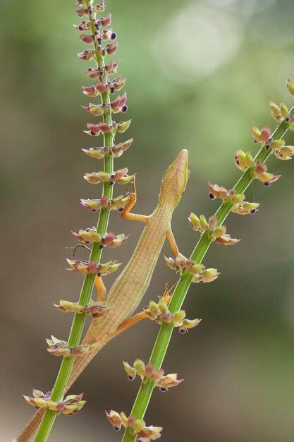 Premium Photo Grass Lizard In Plants