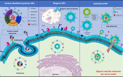 Wires Nanomedicine And Nanobiotechnology Wiley Online Library