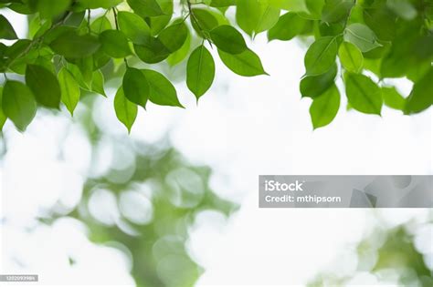 자연을 가까이에서 보면 햇빛 아래 흐린 녹지 배경에 녹색 잎을 보케와 복사 공간으로 사용 하 여 배경 자연 식물 풍경 생태 벽지 개념으로 사용 합니다 0명에 대한 스톡 사진