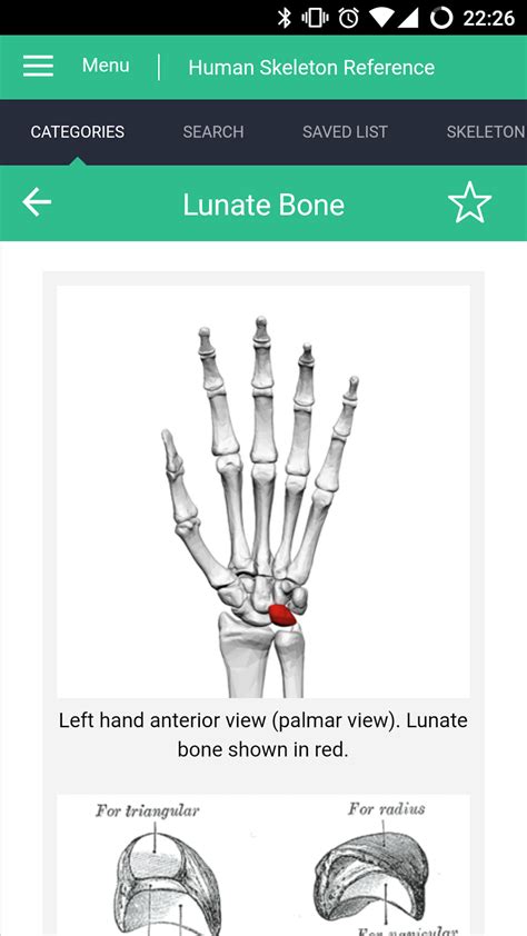 Human Skeleton Reference Guide Apk Pour Android Télécharger