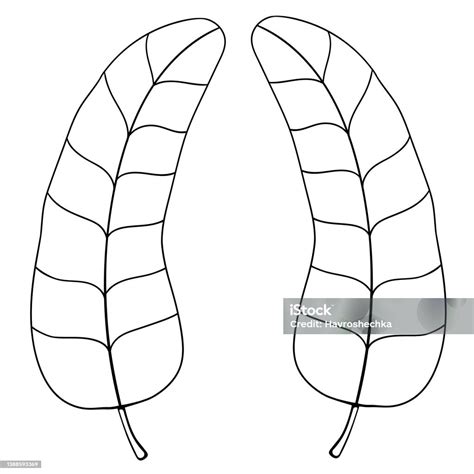 바나나 야자수 잎 은 벡터 식물 학적 그림을 윤곽 트로픽 팜 클리아트 고풍스런에 대한 스톡 벡터 아트 및 기타 이미지 고풍스런 그래픽 프린트 그리기 Istock