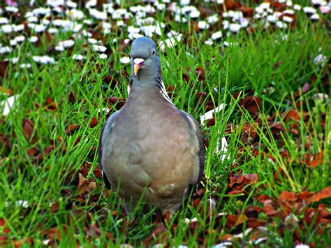 비둘기 목초지 필드 Pixabay의 무료 사진 Pixabay