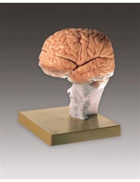 Anatomical Chart Company Brain Demonstration Model School Locker