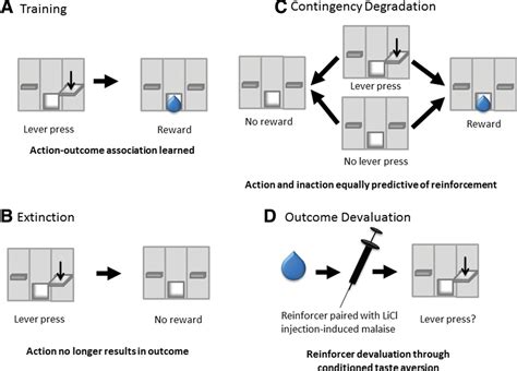 A Unifying Model Of The Role Of The Infralimbic Cortex In Extinction And Habits