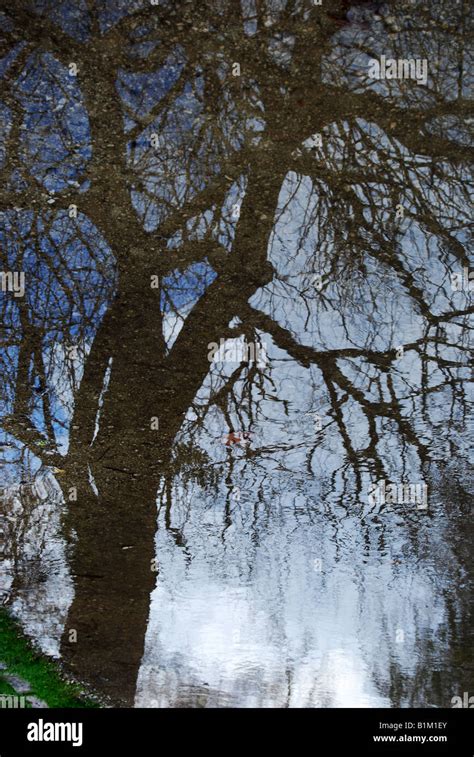 A Tree Reflecting On Water Surface Stock Photo Alamy