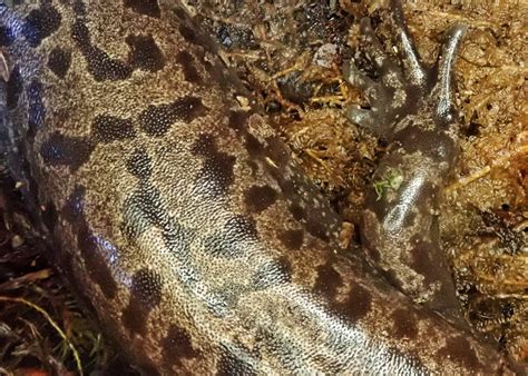 Dicamptodon Tenebrosous Coastal Giant Salamander 10000 Things Of