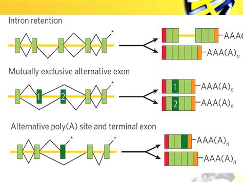 Post Transcriptional Modifications Pptx