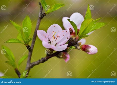 Flor Do P Ssego Imagem De Stock Imagem De Folhas Jardim