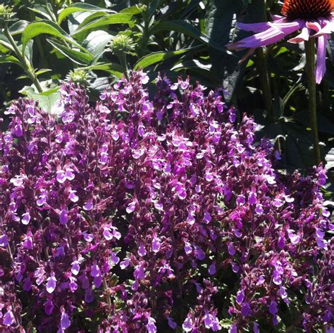 Teucrium Chamaedrys From Nvk Nurseries