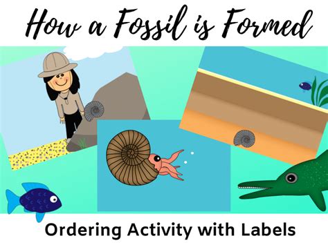 How A Fossil Is Formed Sequencing Activity KS2 Teaching Resources