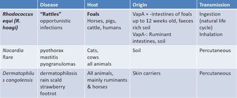 Rhodococcus Nocardia And Dermatophilus Flashcards Quizlet