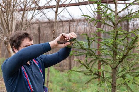 Premium Photo Gardener Pruning Conifer Trees With Secateur In The