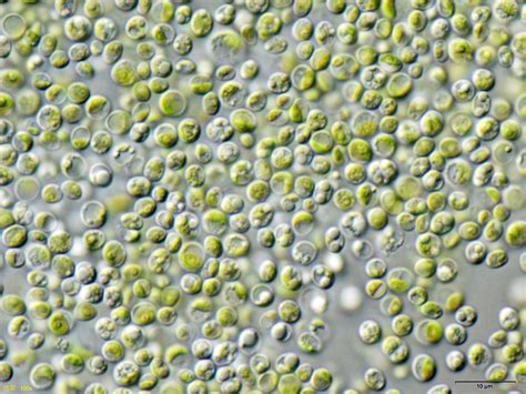 Chlorella Vulgaris And Chlorella Pyrenoidosa Algae Research Supply