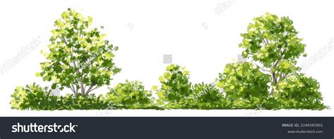 Vector Watercolor Green Tree Side View Stock Vector Royalty Free