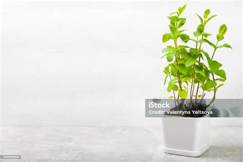 밝은 질감의 배경에 화분에 신선한 정원 허브 흰 냄비에 민트 매운 향신료와 허브의 모종 가정 향기로운 요리 허브 디자인 0명에