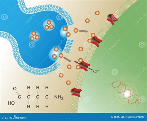 Gaba Function Stock Illustration Illustration Of Pathway 18447565