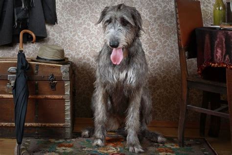 Irischer Wolfshund Charakter Pflege Und Ursprung