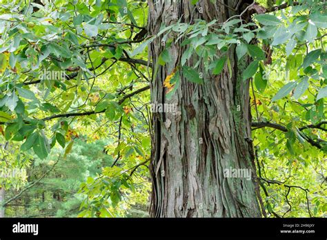 Shagbark Hickory Carya Ovata Native Tree Eastern United States By