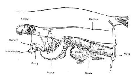 Equine Mare Reproductive System Laminated Chart Horse