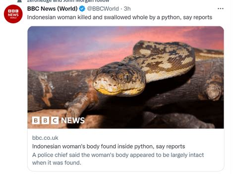 Python Swallows Woman At Plantation In Indonesia Rnature