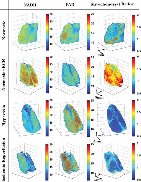 Figure 1 From Optical Imaging Of Tissue Mitochondrial Redox State In Intact Rat Lungs In Two