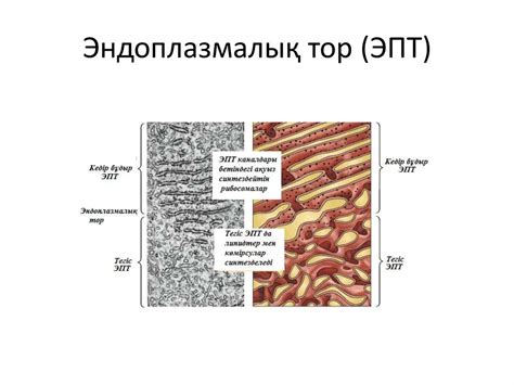 Жасуша тіршіліктің құрылымдық функциялық бірлігі Online Presentation