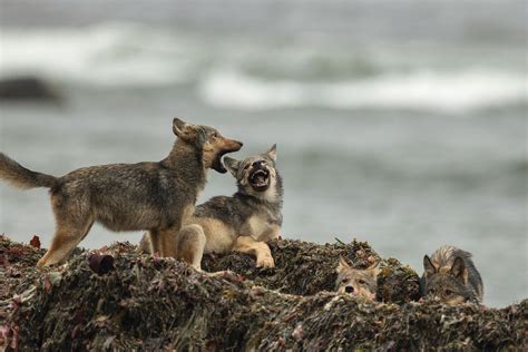 The Amazing Sea Wolves Of The Great Bear Rainforest Canadian Geographic