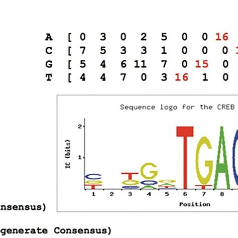 The Process Of Generating Pssm Position Frequency Matrix Pfm And Download Scientific Diagram