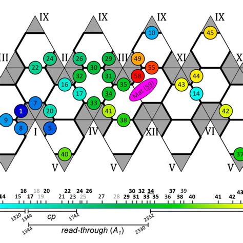 Operator Like Rna Stem Loops In The Grna That Interact With The Capsid Download Scientific