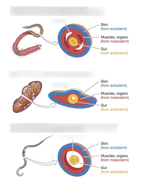 Bio Final 3 Diagram Quizlet
