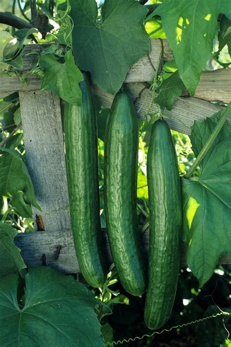 Cucumber Early Spring Burpless Hybrid
