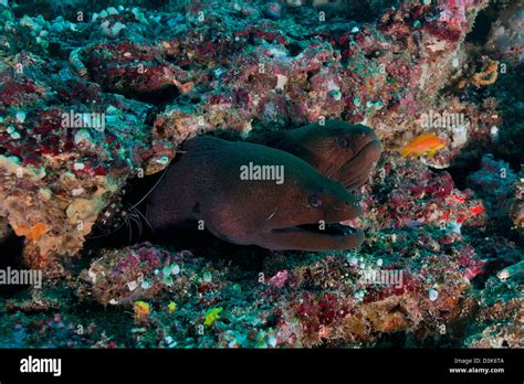 Pair Of Giant Moray Eels In Hole With Cleaner Shrimp Ari And Male