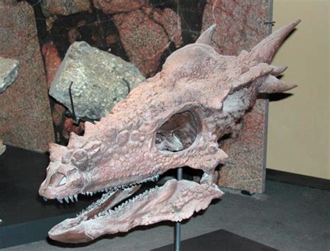 Stygimoloch Skeleton