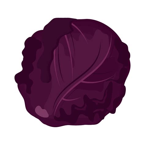 Red Cabbage Vegetable 10459827 Vector Art At Vecteezy