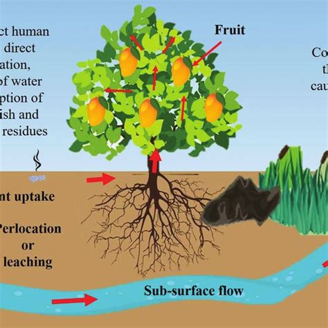 Pdf Paclobutrazol And Its Use In Fruit Production A Review