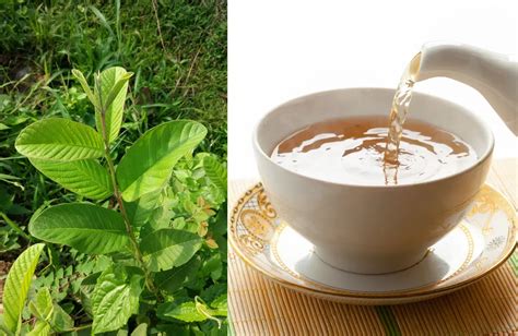 Uống Nước Lá ổi Có Tác Dụng Gì Công Thức Nấu Lá ổi đúng Cách