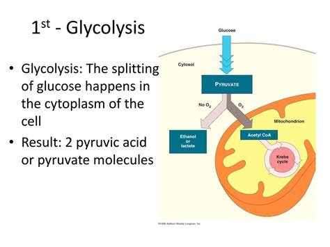 FQ What Do Plants Need To Grow Ppt Download