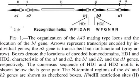 Figure 1 From The Divergence Homogenization Duality In The Evolution Of The B1 Mating Type Gene