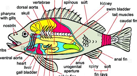 Draw And Label The Internal Structure Of A Fish Free Printable Worksheet