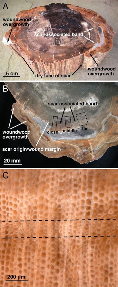 Full And Magnified Cross Sections Of Specimen A Cross Section